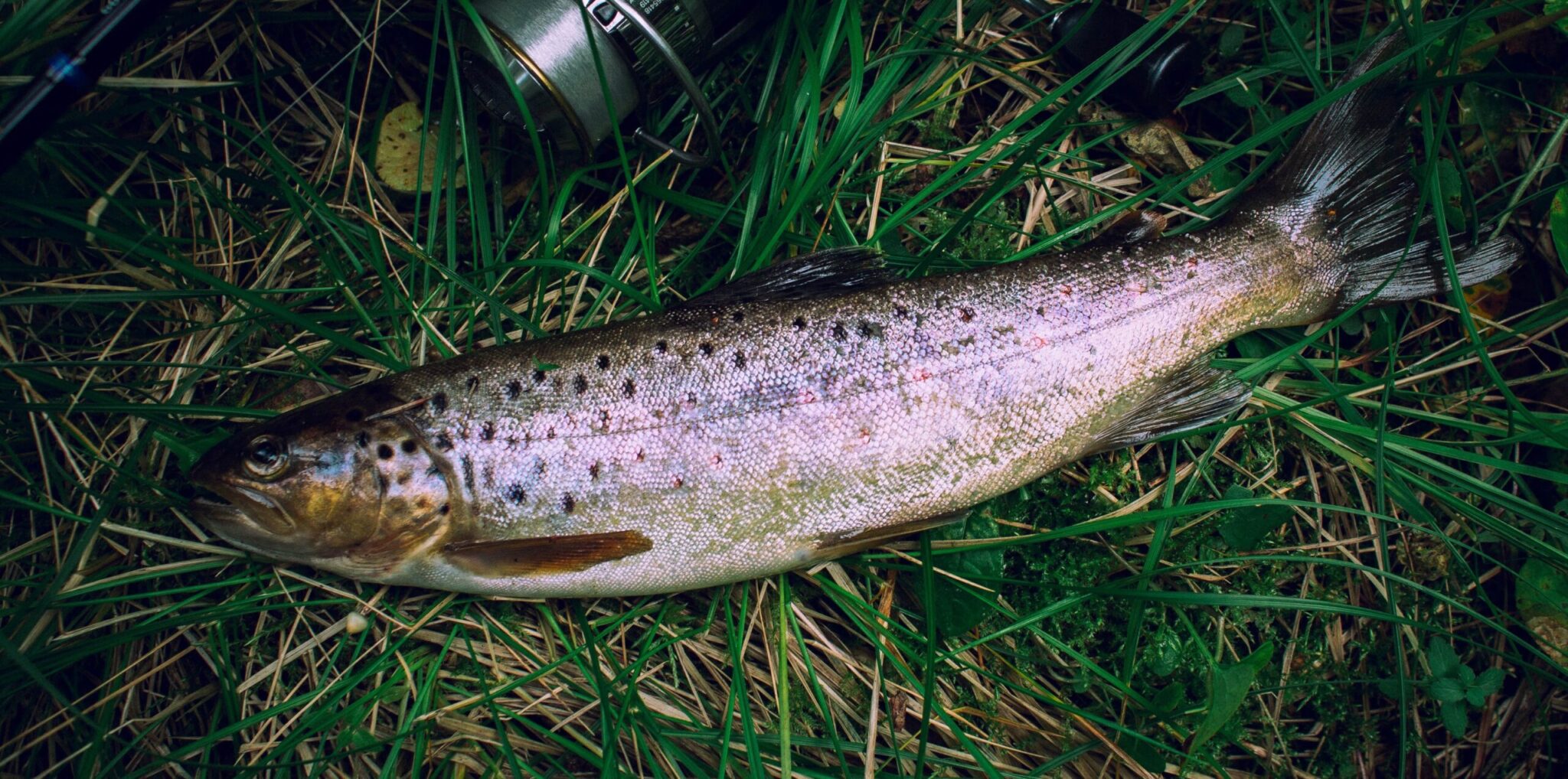 Geräucherte Forelle einfrieren ⋆ Haltbarkeit und Hinweise